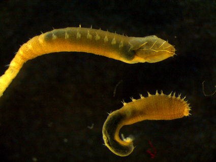 Vorweisungen aus der Zoologischen Sammlung: Leben in der Tiefsee ...