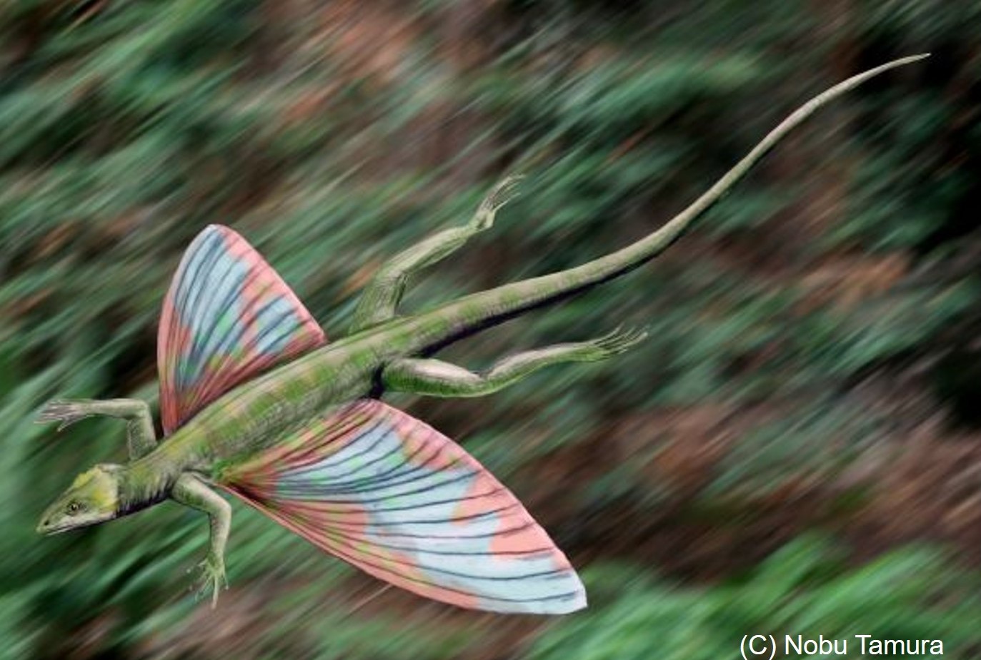 Vorweisungen aus der Zoologischen Sammlung – online - Universität Rostock